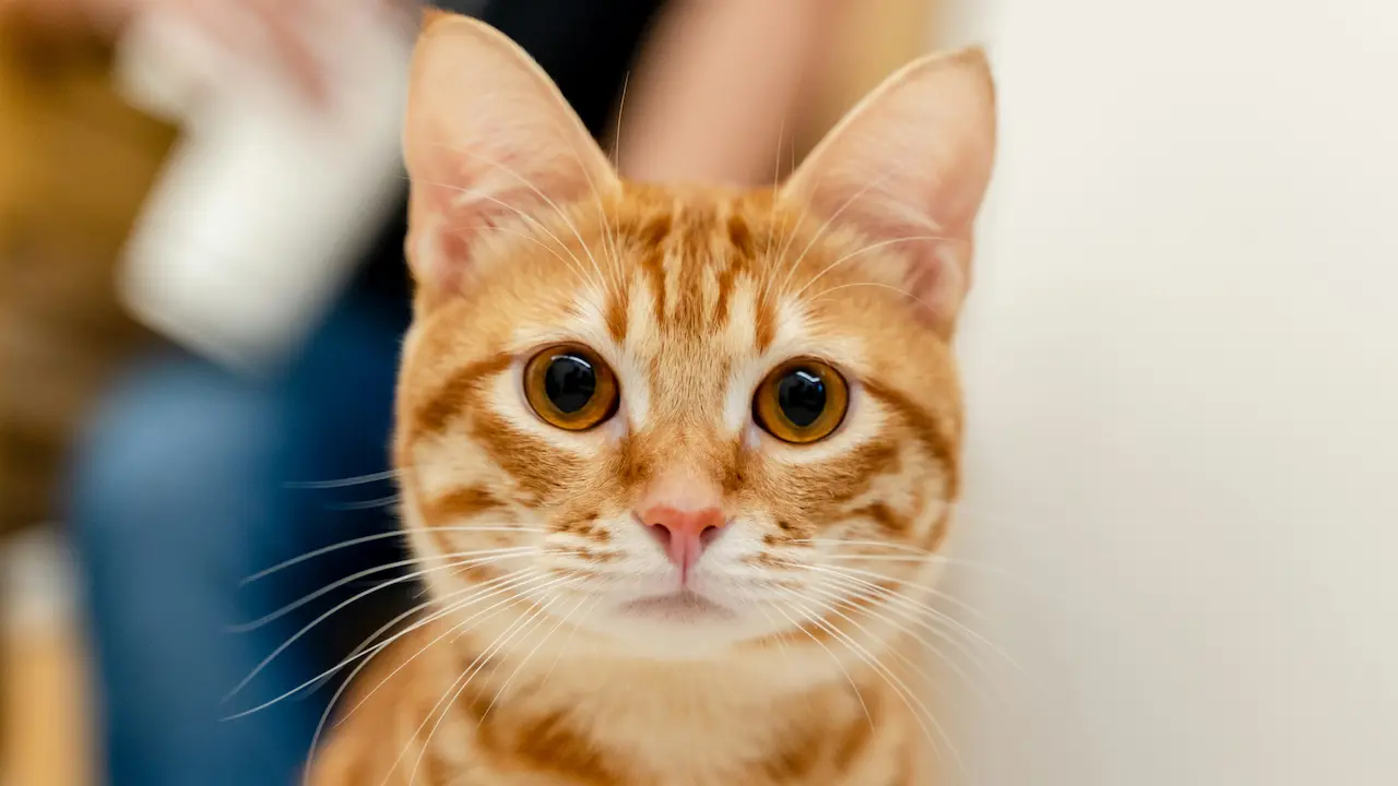 Cats ESL Discussion Questions - Smart Discussions